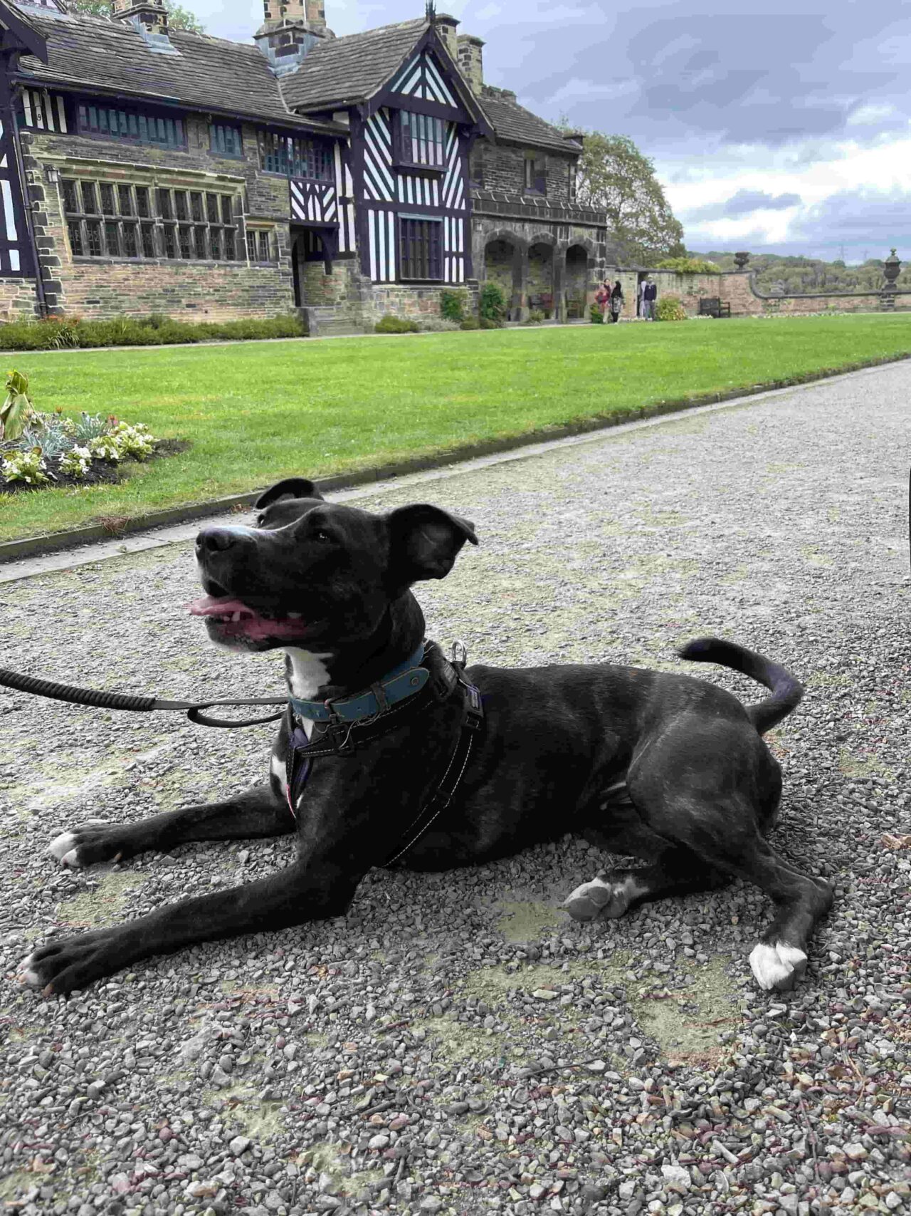 13 Best Dog Friendly Walks, Cafes, Parks & Pubs In Halifax - Dog Dad